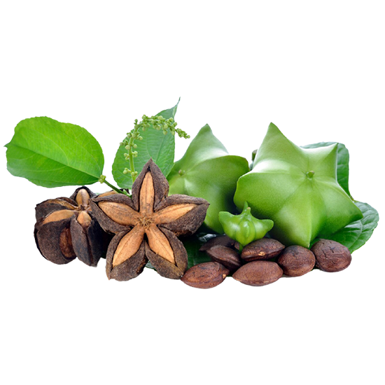 RTR® Sacha Inchi - Rizq Teja Resources